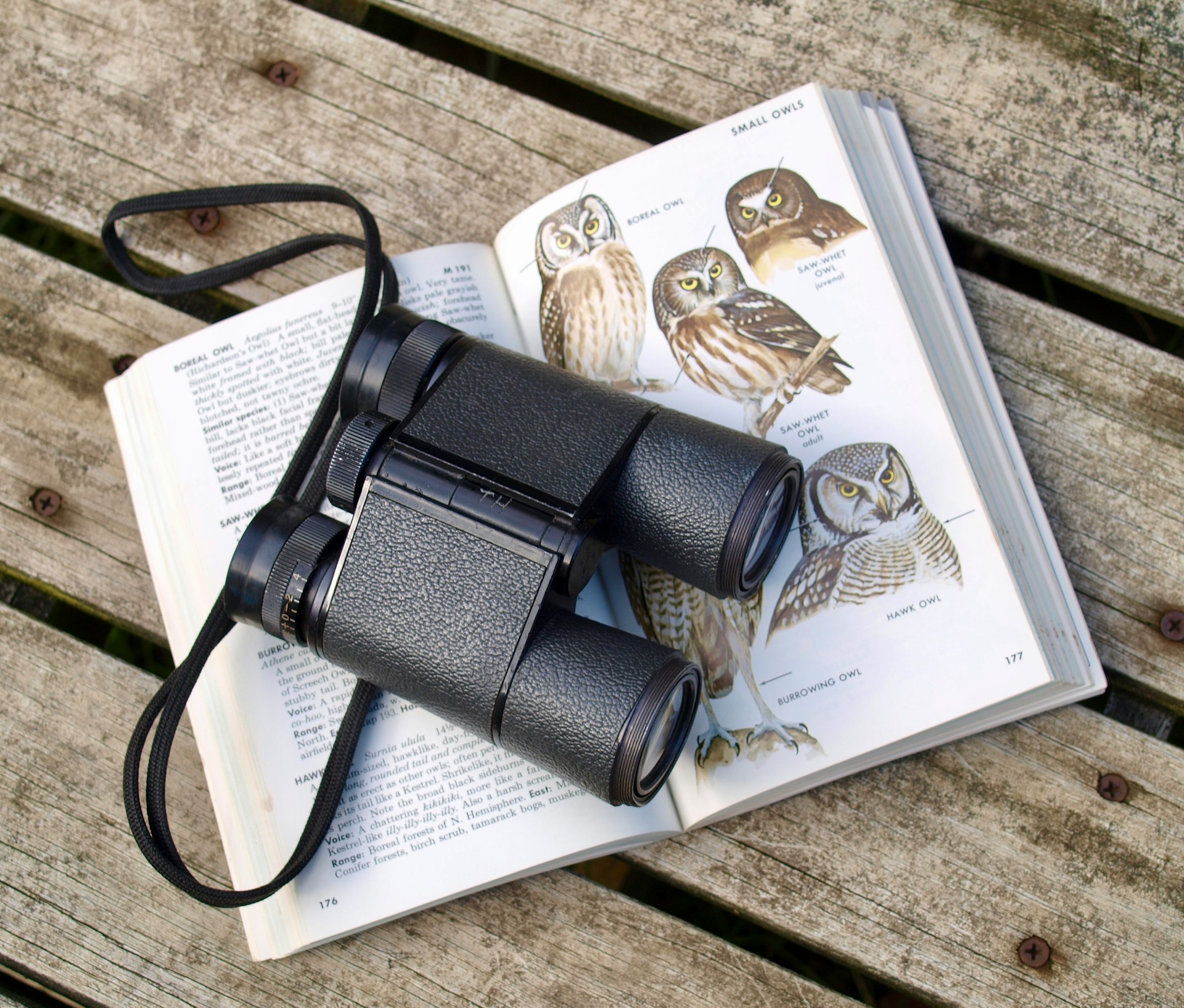 Birdwatching and Wildlife Spotting Activities for Family Camping Trips ...