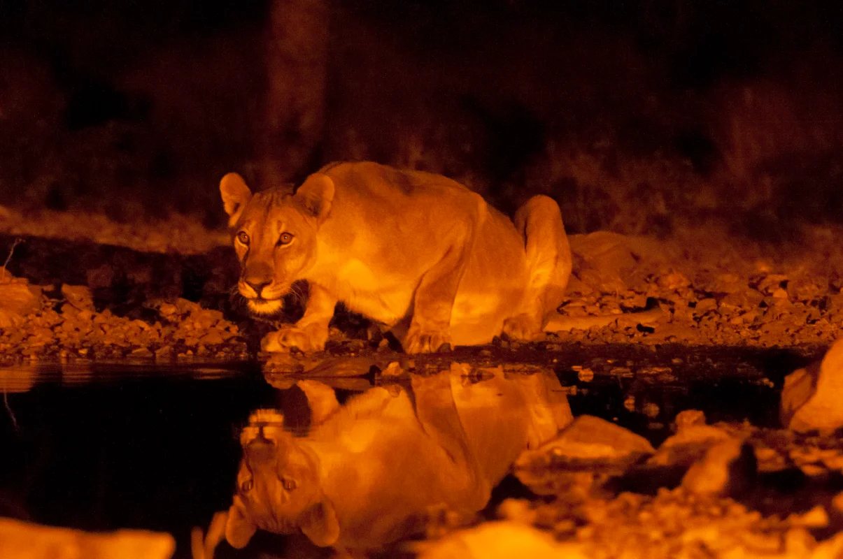 Understanding The Effects of Noise and Light Pollution on Wildlife ...